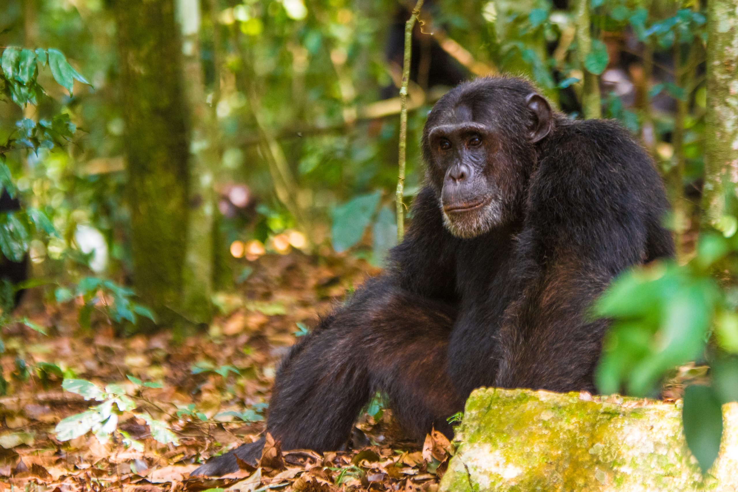 Chimp Trekking in Uganda. - Uganda Safaris | Gorilla Trekking | Gorilla ...