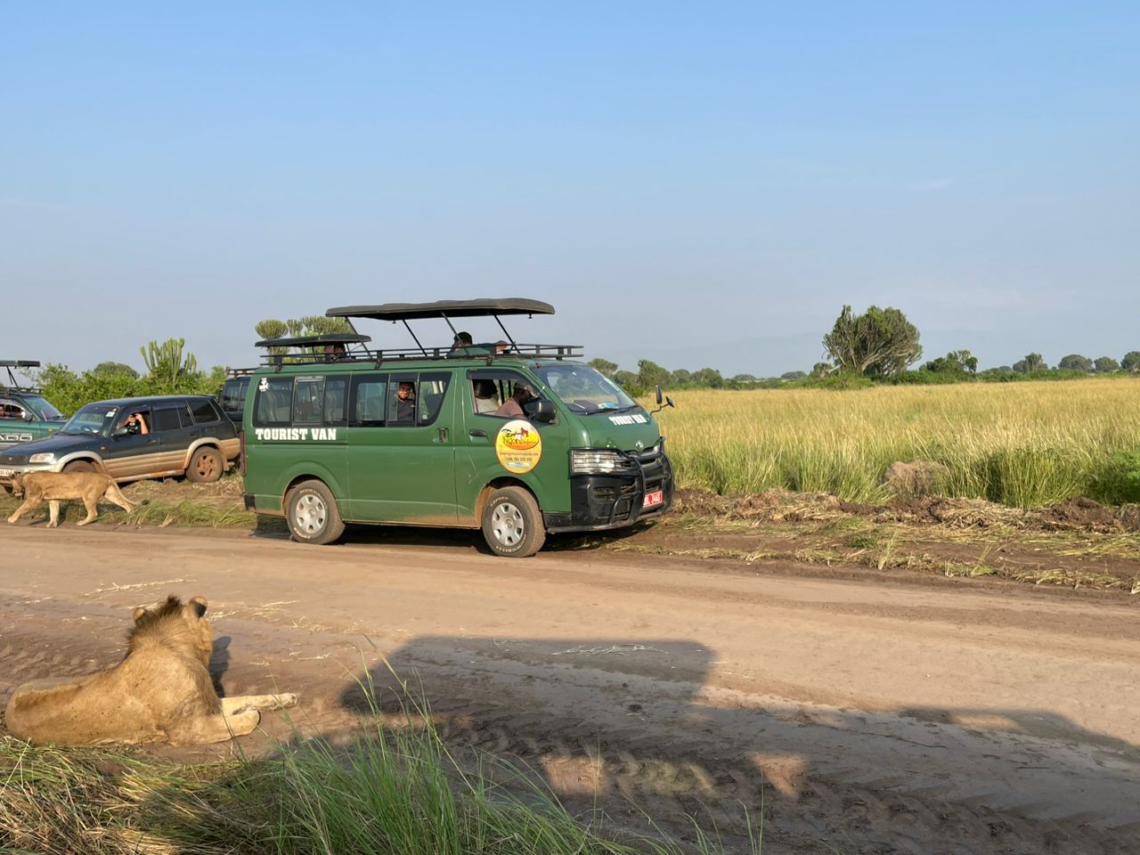 Lions in Uganda - Uganda Safaris | Gorilla Trekking | Gorilla Tours in ...