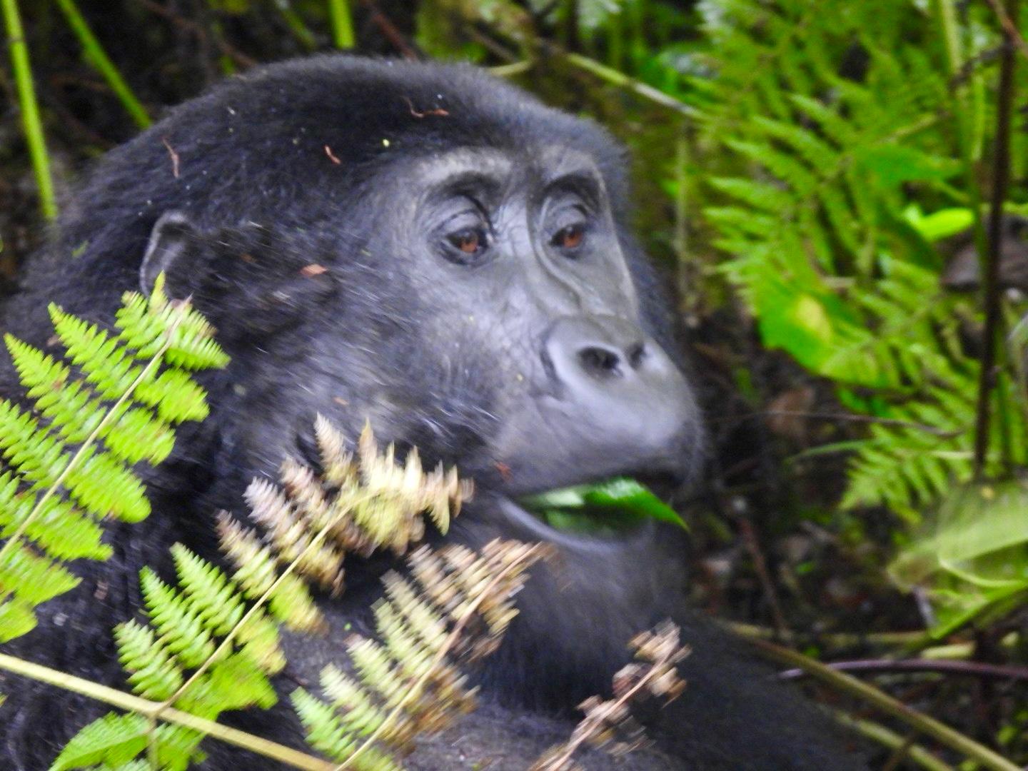 French speaking guides safaris in Uganda by Ngoni Safaris. - Uganda ...