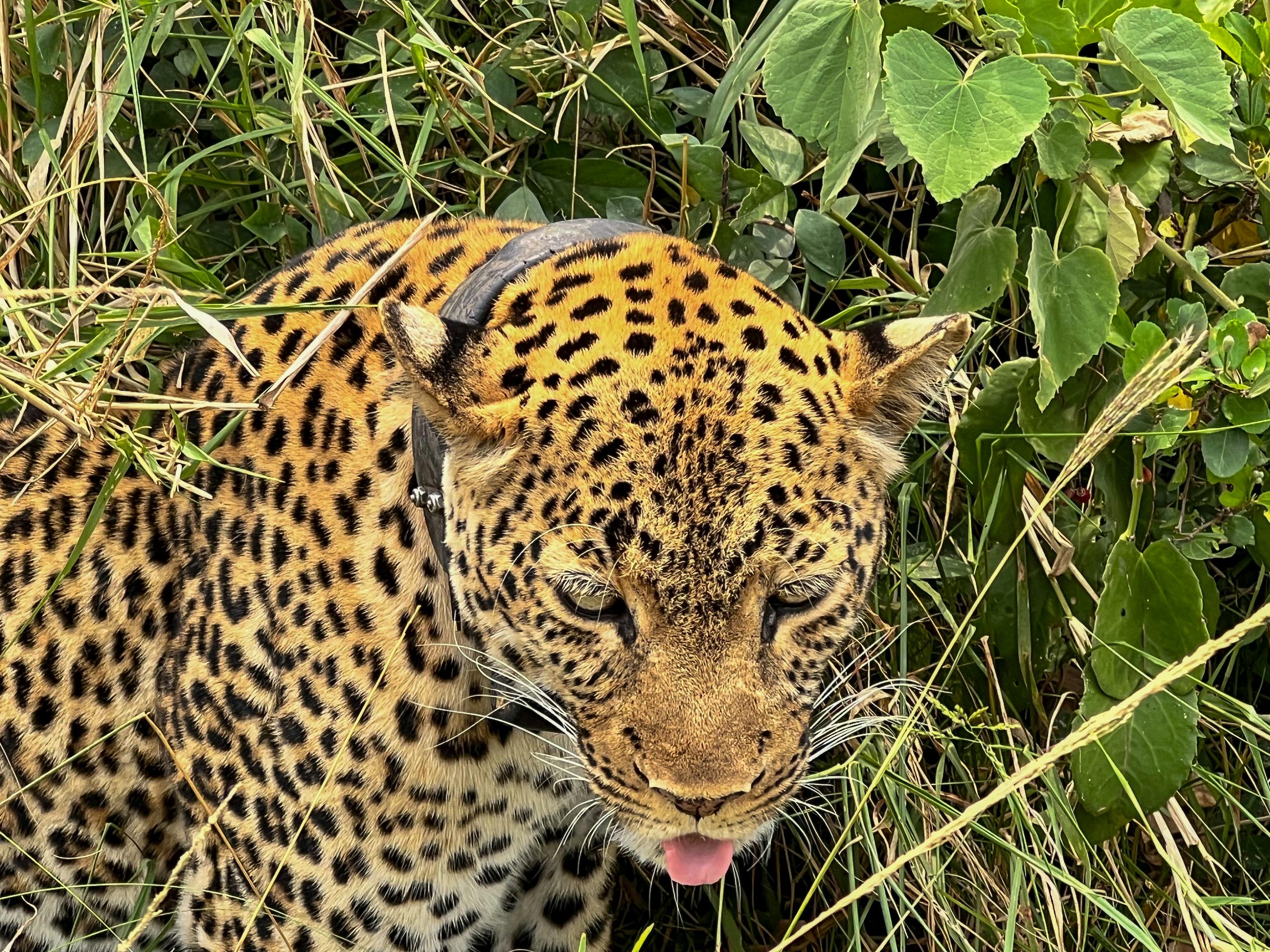 Cats in Uganda national parks - Uganda Safaris | Gorilla Trekking ...