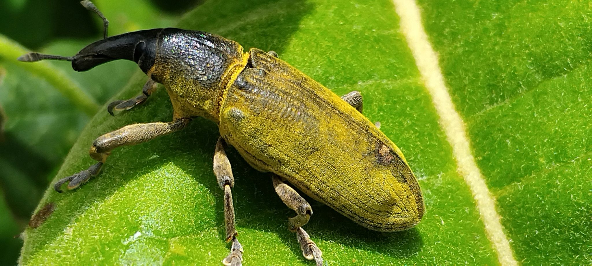 Uganda’s giant Goliath Beetle - Uganda Safaris | Gorilla Trekking ...